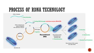 rDNA Technology, Oligonucleotide therapy and Principle of RNA & DNA ...