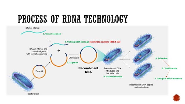 rDNA Technology, Oligonucleotide therapy and Principle of RNA & DNA estimation | PDF