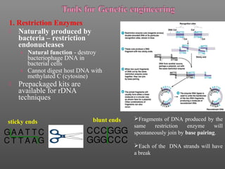Rdna ppt presntation | PPT