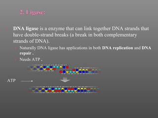 Rdna ppt presntation | PPT