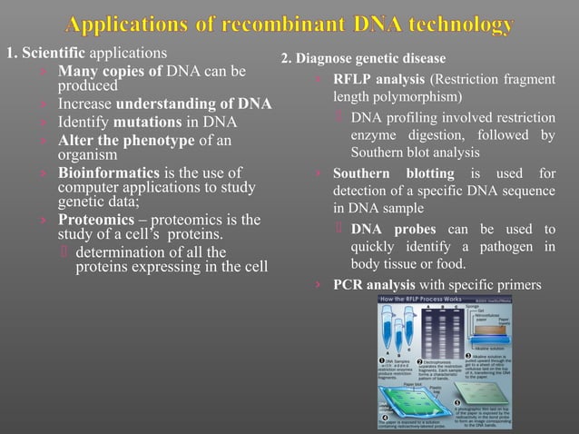 Rdna ppt presntation | PPT