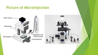 Recombination DNA Technology (Microinjection) | PPTX | Biological ...
