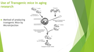Recombination DNA Technology (Microinjection) | PPTX