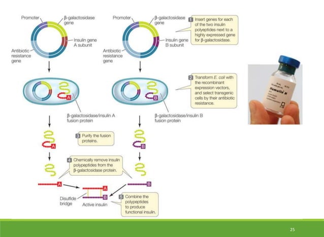 Application of rDNA technology to produce Interferon, Hepatitis-B ...