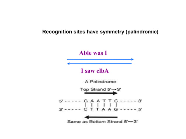 Recombinant Dna technology, Restriction Endonucleas and Vector | PPT ...