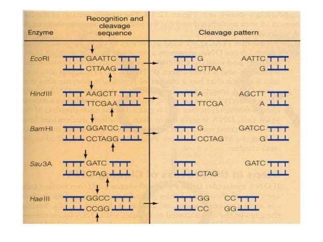 Recombinant Dna technology, Restriction Endonucleas and Vector | PPT ...