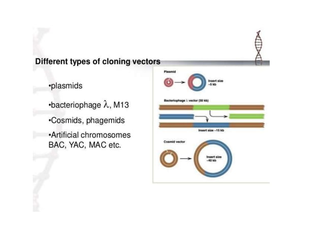 Recombinant Dna technology, Restriction Endonucleas and Vector | PPT ...