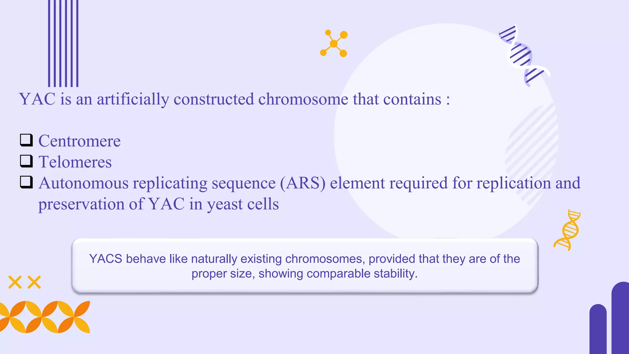 Yeast Artificial Choromosome | PPTX