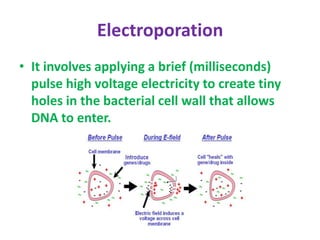 r-DNA Technology | PPTX
