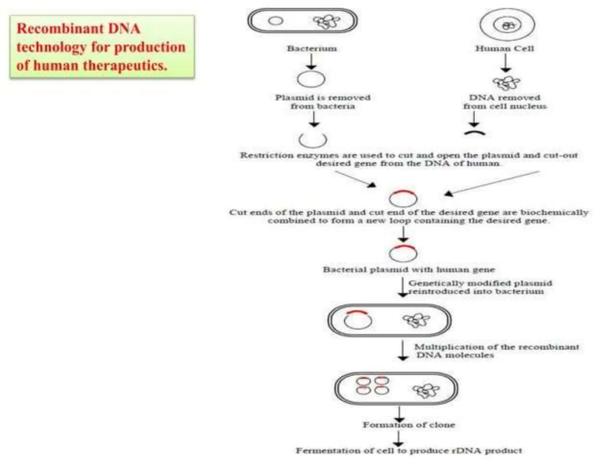 rDNA technology and its application. techniques. | PPTX
