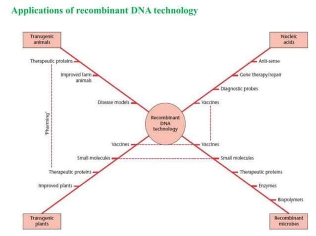 rDNA technology and its application. techniques. | PPTX