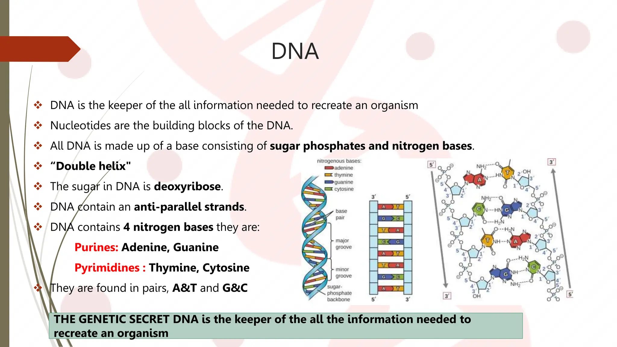 Recombinant DNA Technology: A Tool for Genetic Engineering and Gene ...