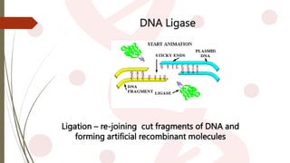 Recombinant DNA Technology: A Tool for Genetic Engineering and Gene ...