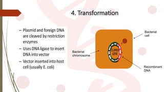 Recombinant DNA Technology: A Tool for Genetic Engineering and Gene ...