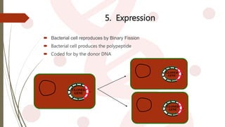 Recombinant DNA Technology: A Tool for Genetic Engineering and Gene ...