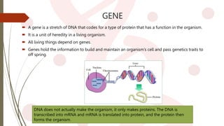 Recombinant DNA Technology: A Tool for Genetic Engineering and Gene ...