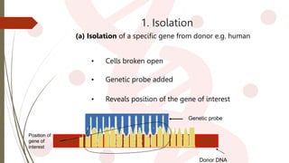 Recombinant DNA Technology: A Tool for Genetic Engineering and Gene ...