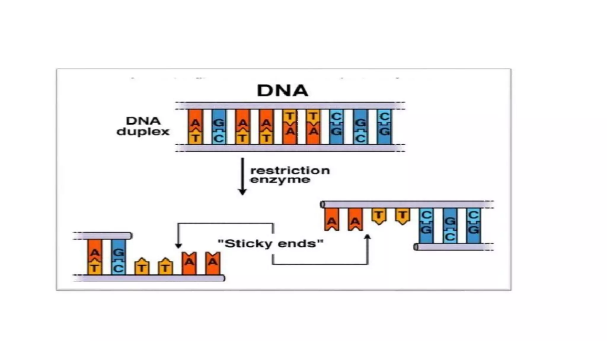 Recombinant DNA Technology & Gene Therapy | PDF