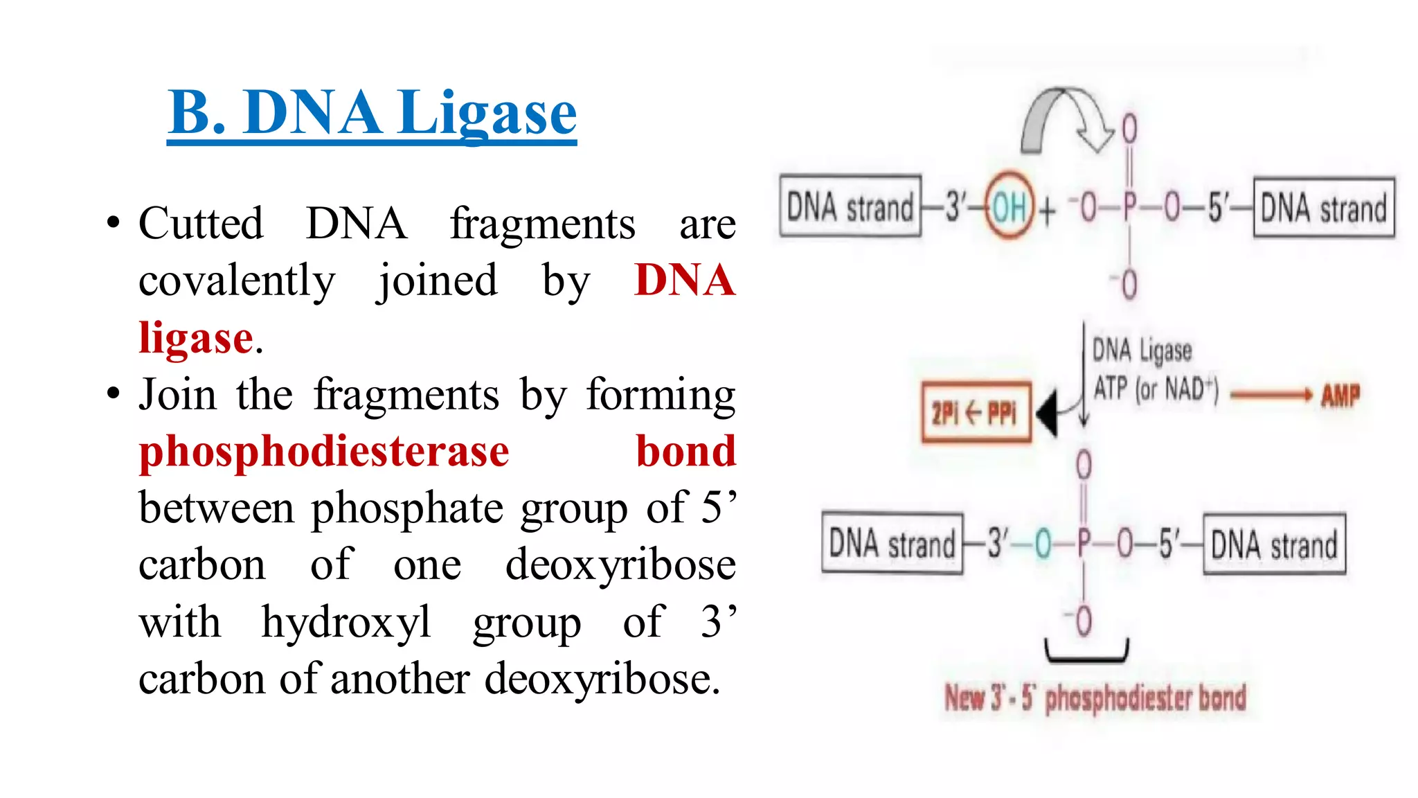 Recombinant DNA Technology & Gene Therapy | PDF