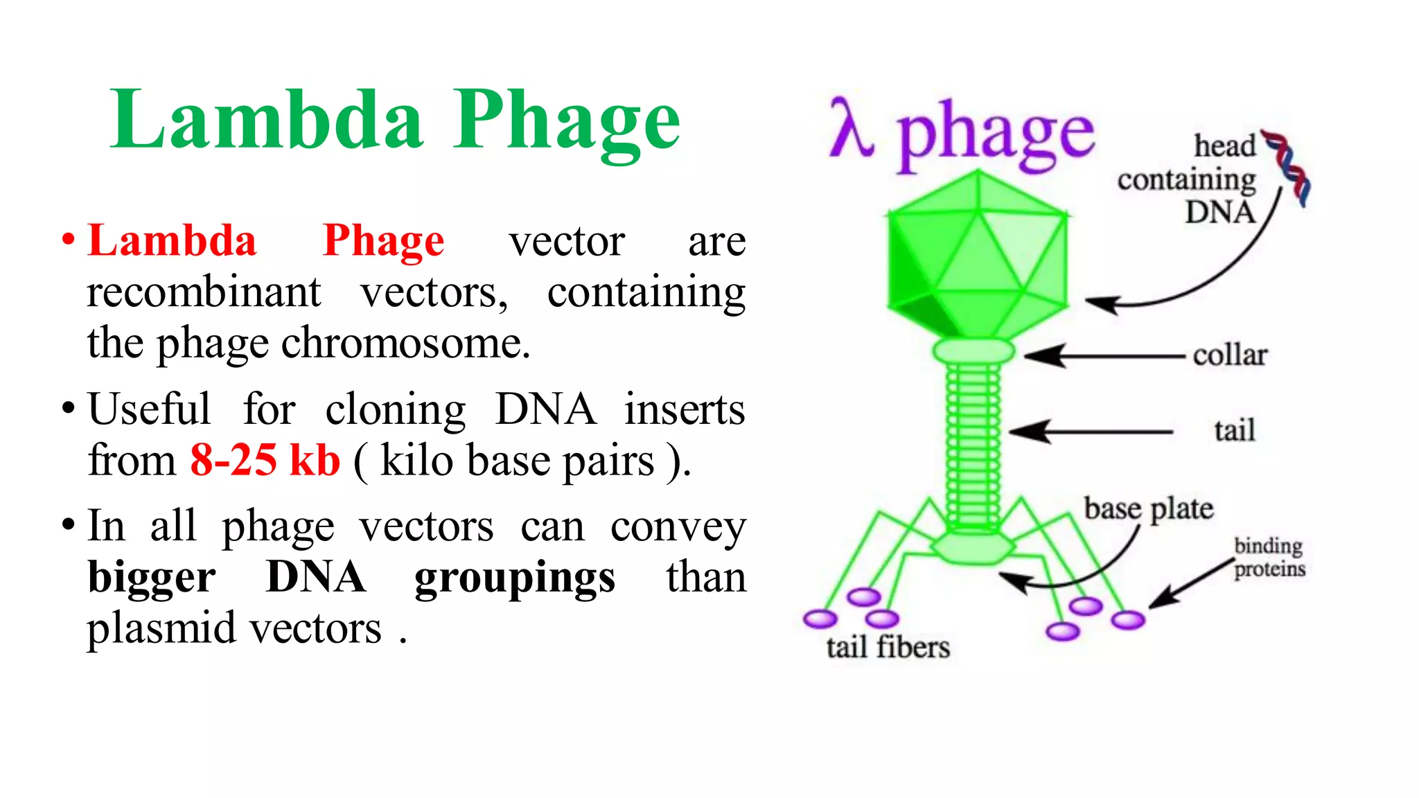 Recombinant DNA Technology & Gene Therapy | PDF
