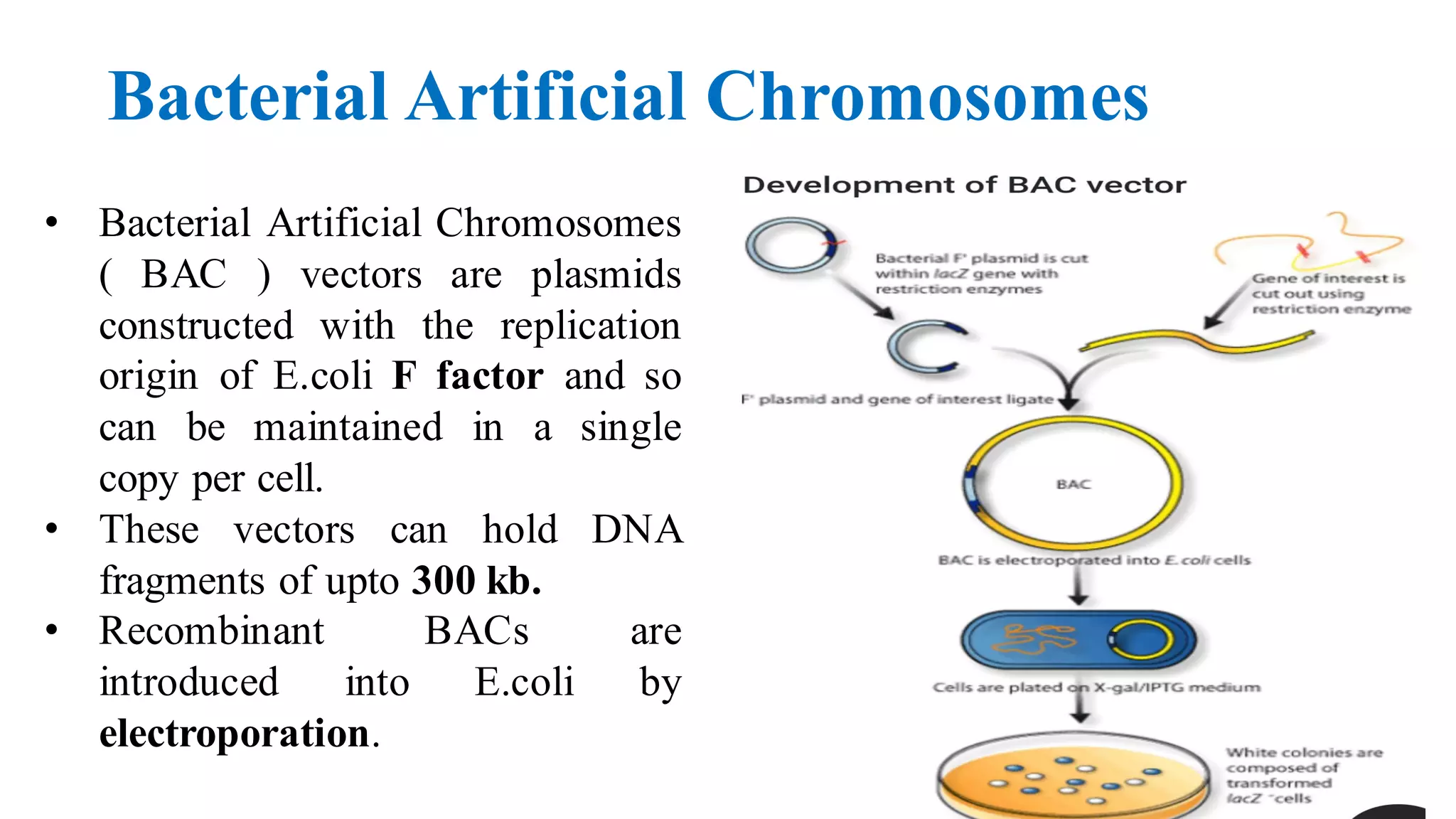 Recombinant DNA Technology & Gene Therapy | PDF | Biotech and ...