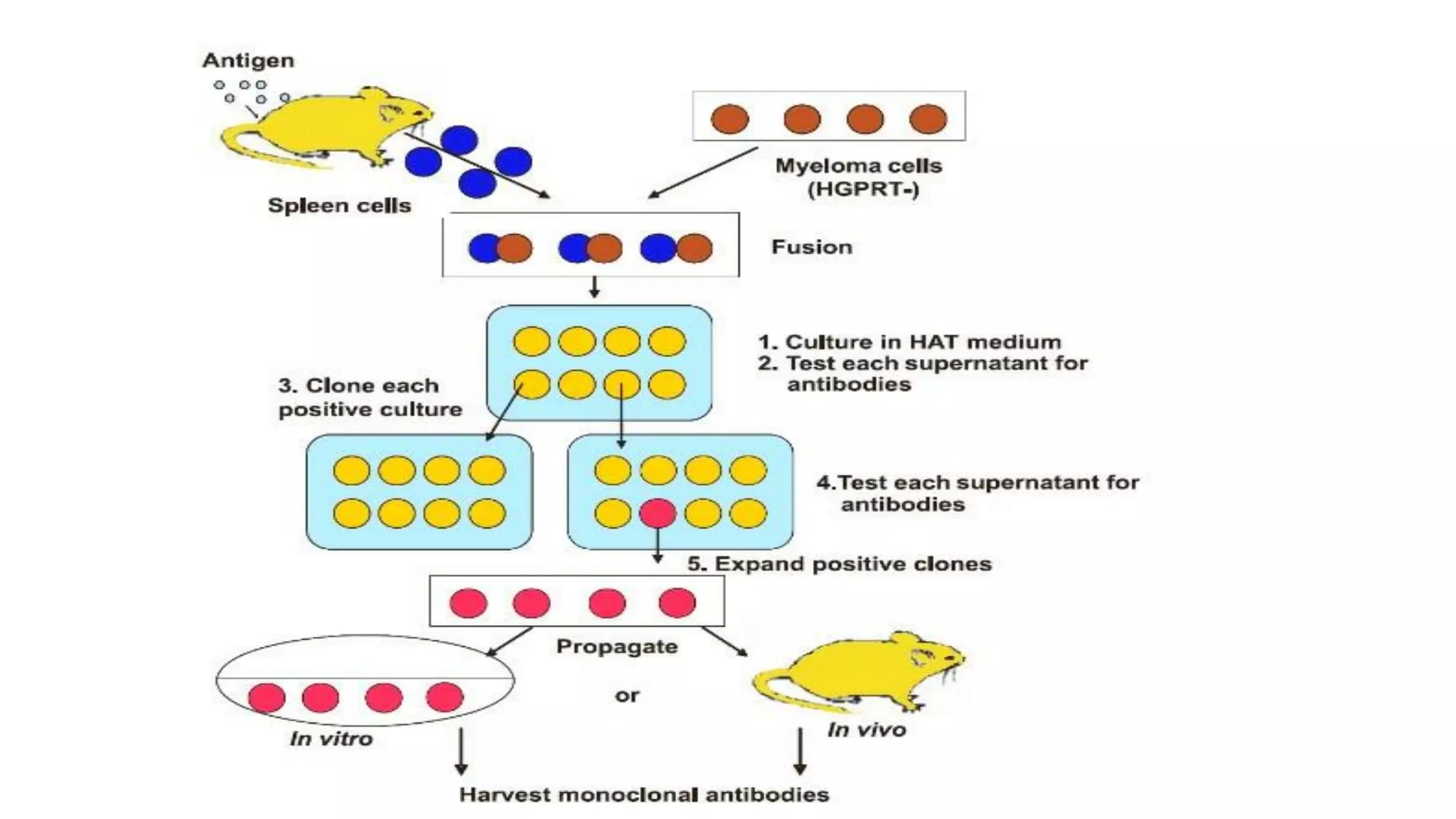 Recombinant DNA Technology & Gene Therapy | PDF