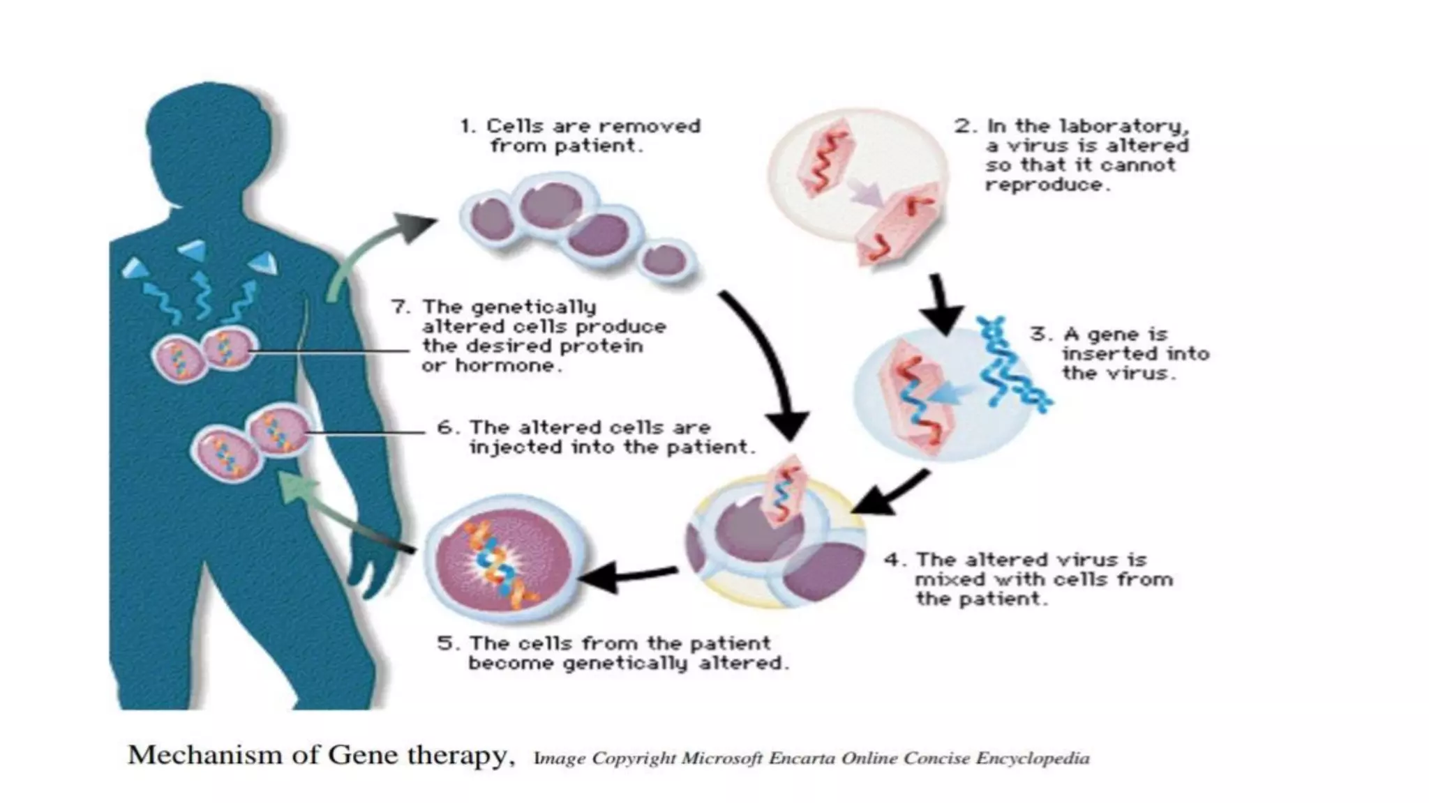 Recombinant DNA Technology & Gene Therapy | PDF