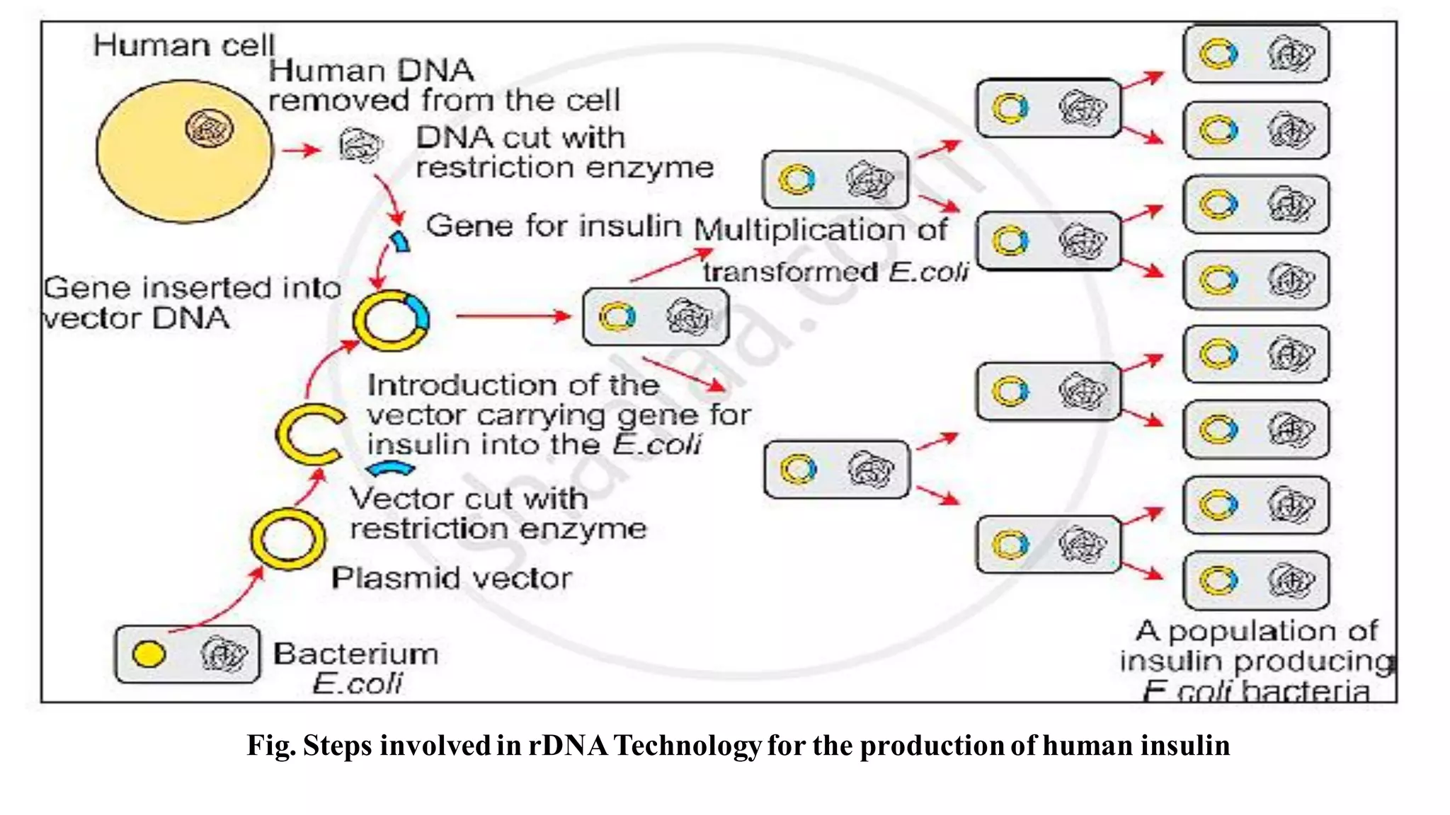 Recombinant DNA Technology & Gene Therapy | PDF