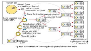 Recombinant DNA Technology & Gene Therapy | PDF