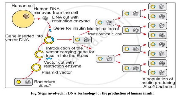 Recombinant DNA Technology & Gene Therapy | PDF | Biotech and ...