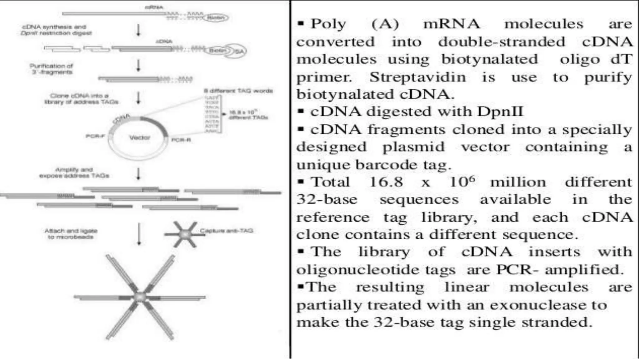 Massively Parallel Signature Sequencing (MPSS) | PPTX
