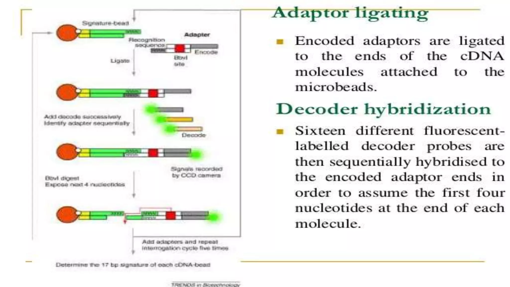 Massively Parallel Signature Sequencing (MPSS) | PPTX