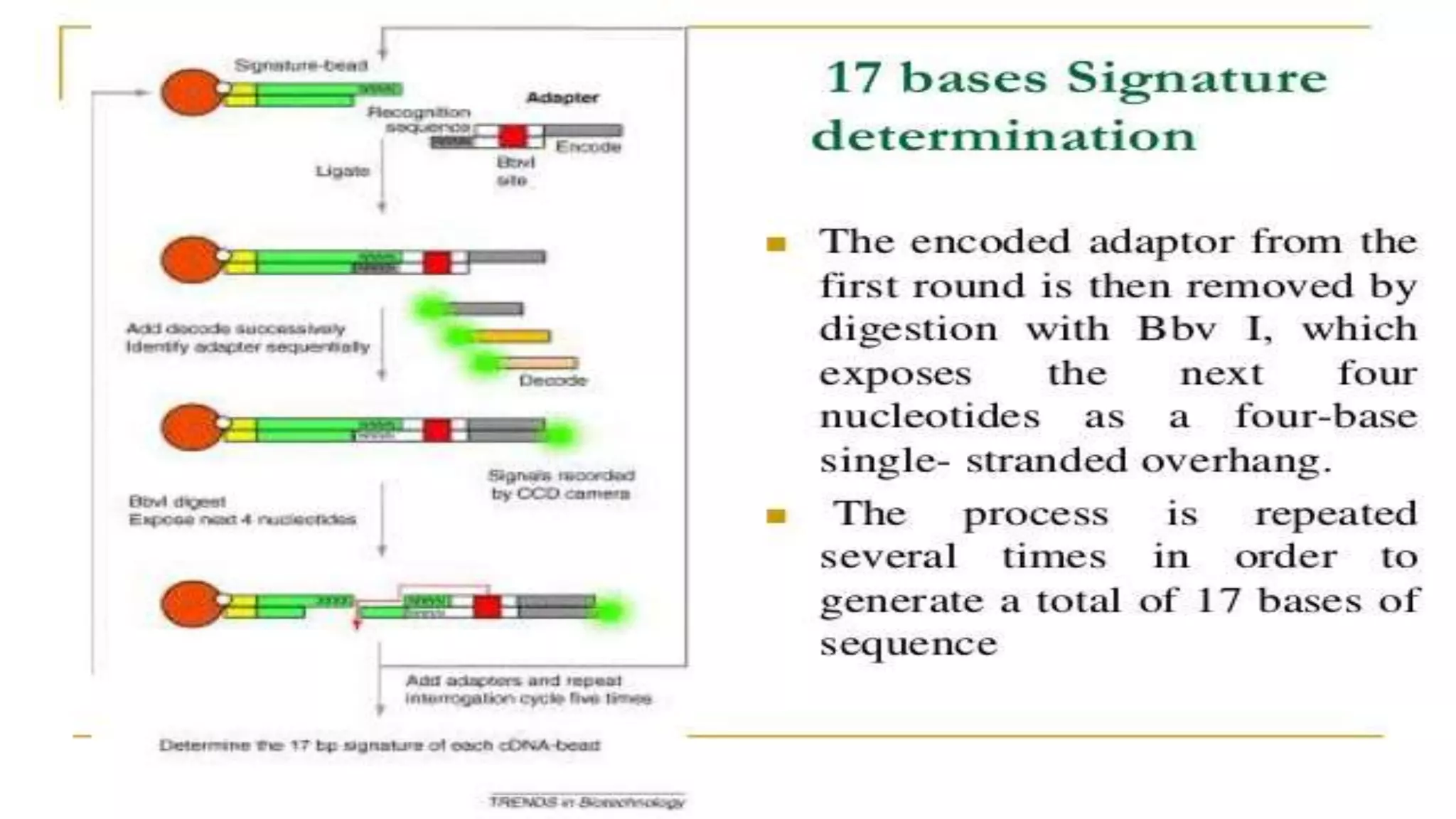 Massively Parallel Signature Sequencing (MPSS) | PPTX