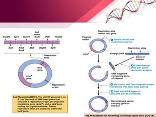 rDNA technology Recombinant DNA and its enzymes | PPTX