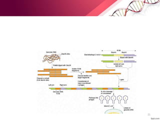 rDNA technology Recombinant DNA and its enzymes | PPTX