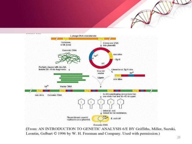 rDNA technology Recombinant DNA and its enzymes