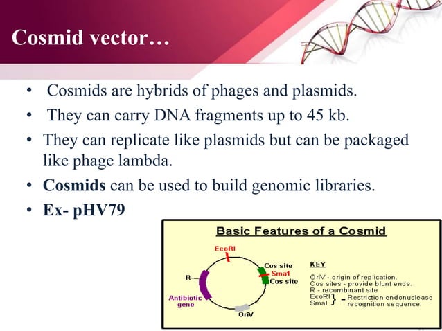 rDNA technology | PPT