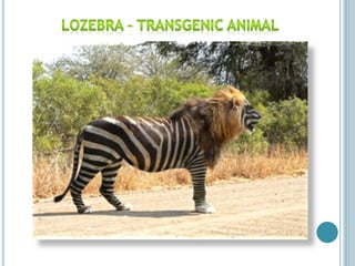 Recombinant Dna Animals