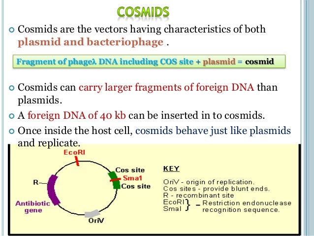 Difference between plasmid and cosmid - lasopabig