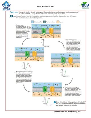 RDP_UPDATED_HAP-II_NERVOUS SYSTEM_ BRAIN.pdf