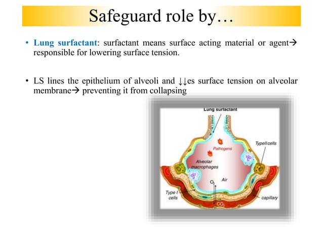 Lung surfactant system
