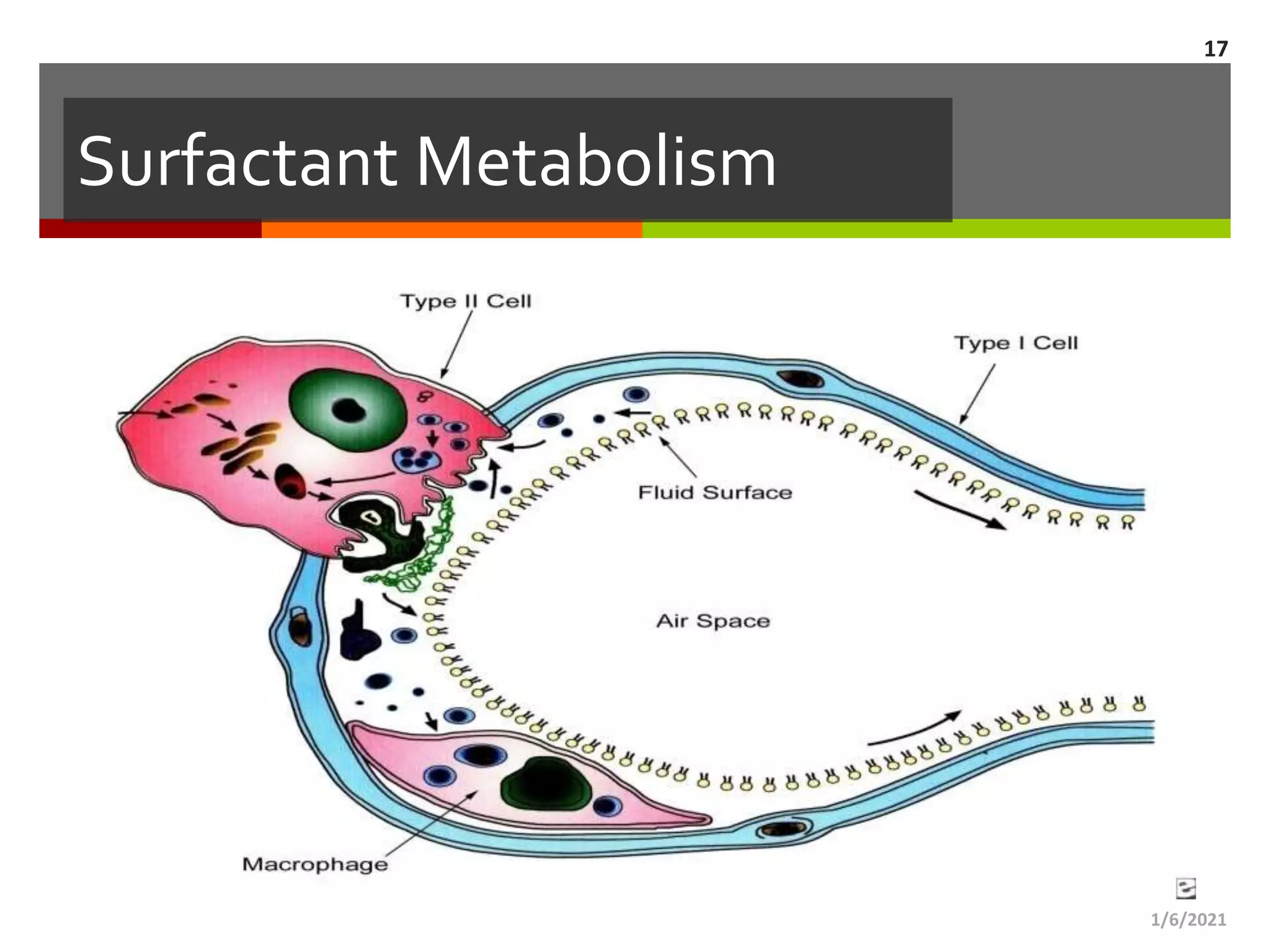 RDS (neonate respiratory distress syndrome) | PPTX