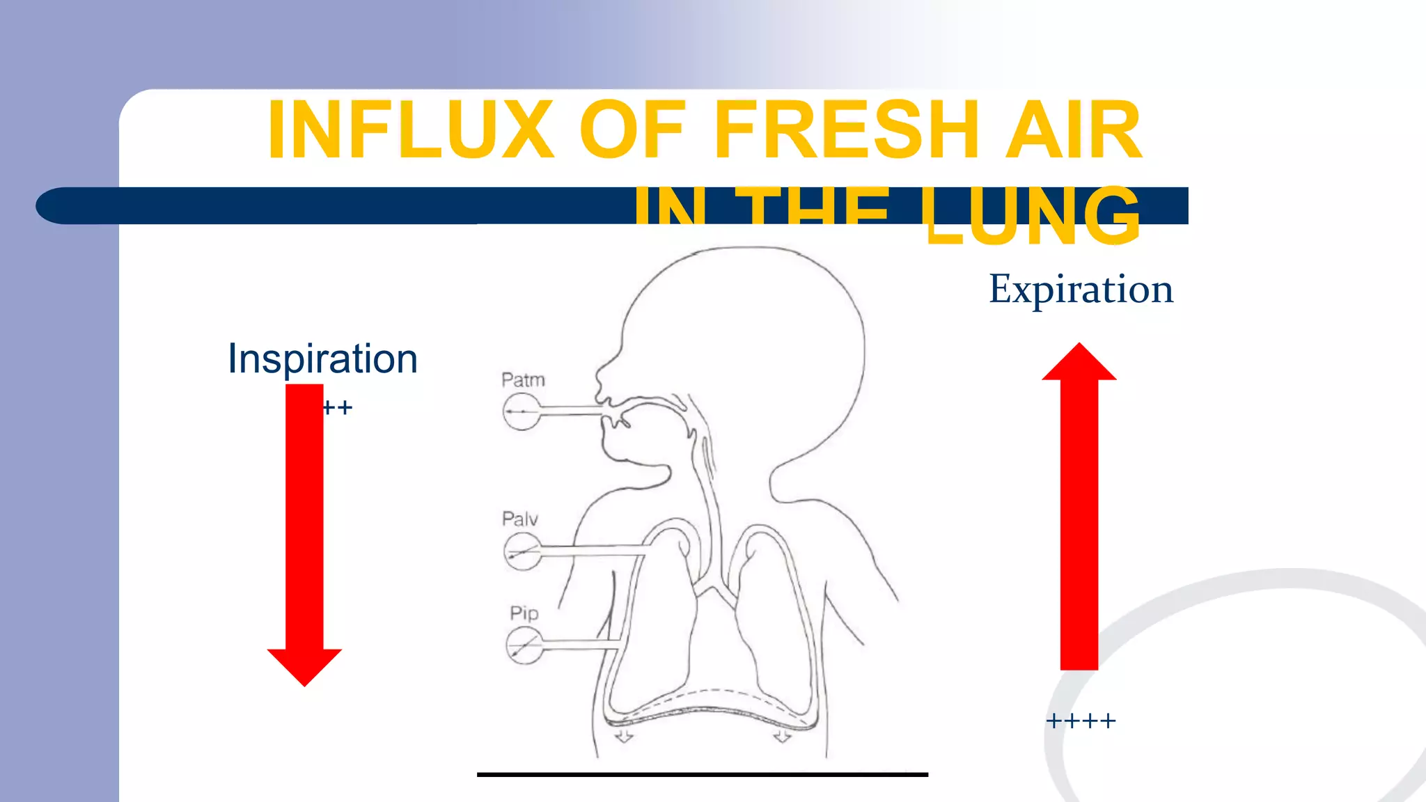 Basic concepts in neonatal ventilation - Safe ventilation of neonate ...