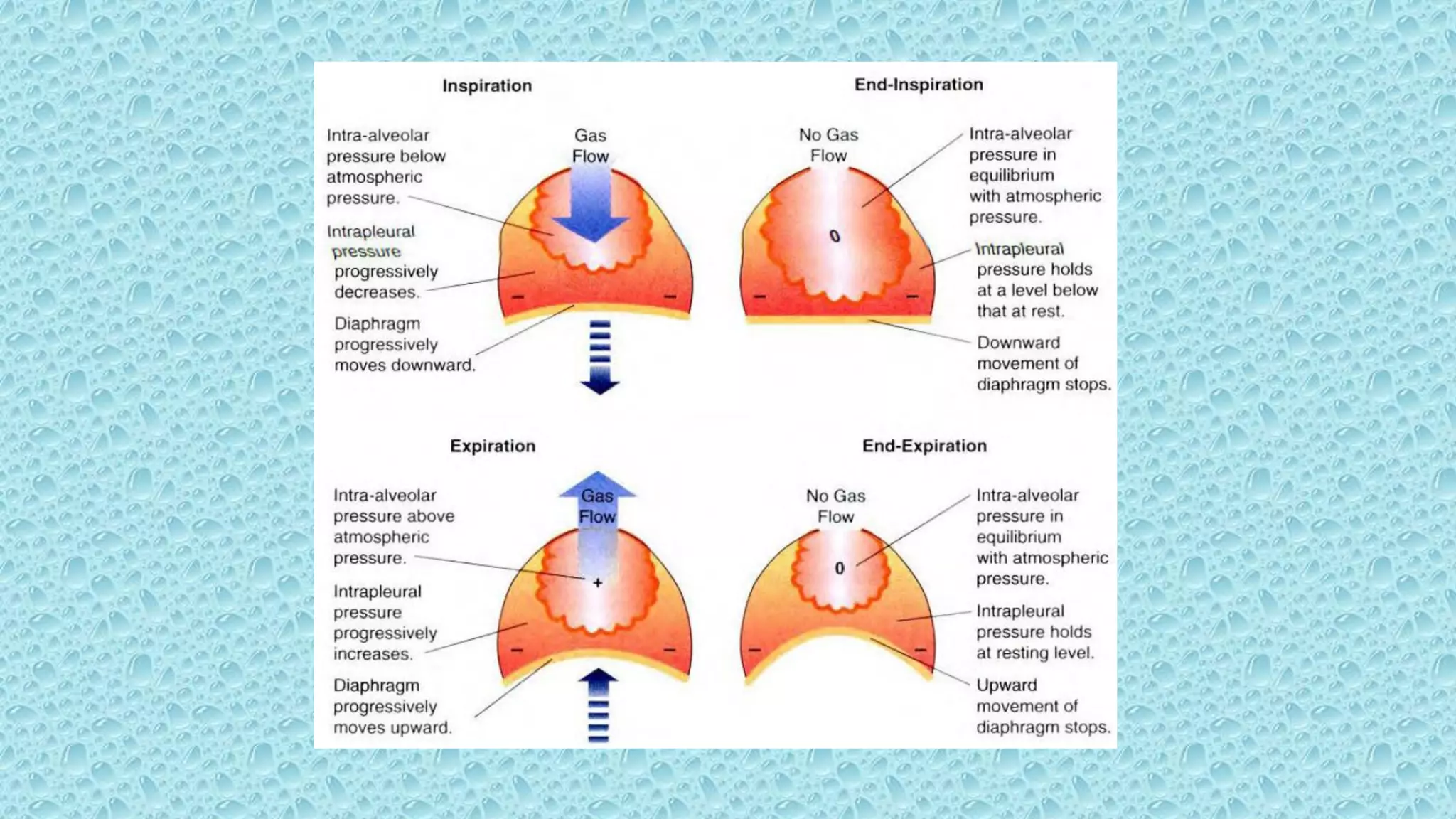 Basic concepts in neonatal ventilation - Safe ventilation of neonate ...