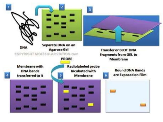 history of recombinant DNA technology | PPTX | Biological Sciences ...
