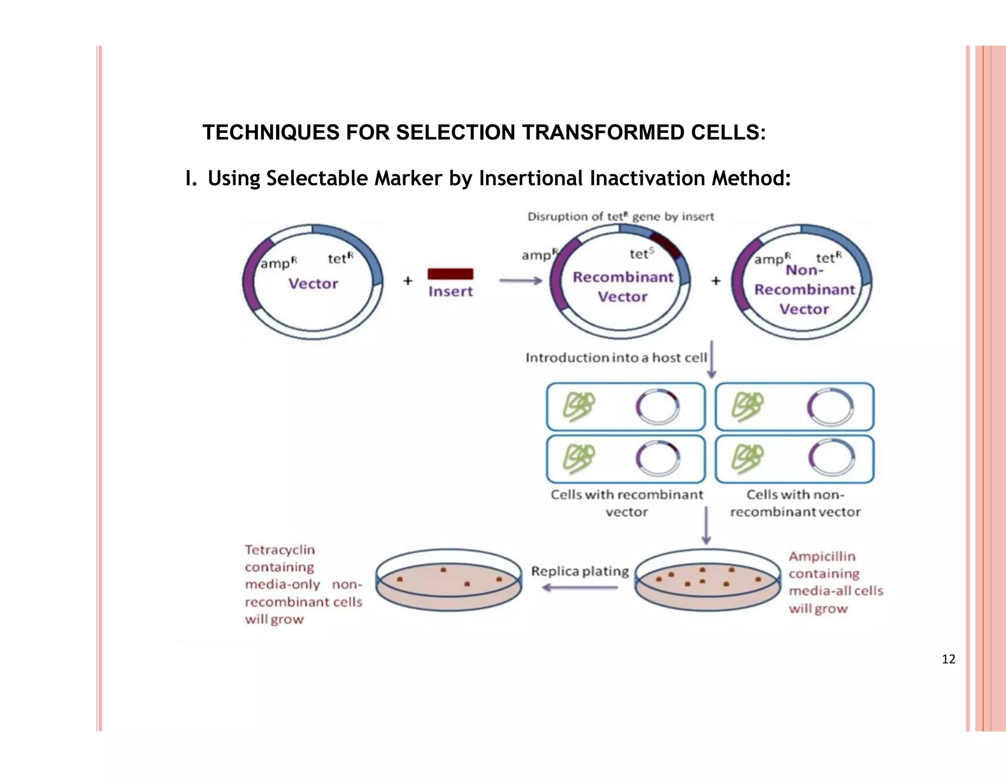 Rdt (recombinant dna technology) | PDF