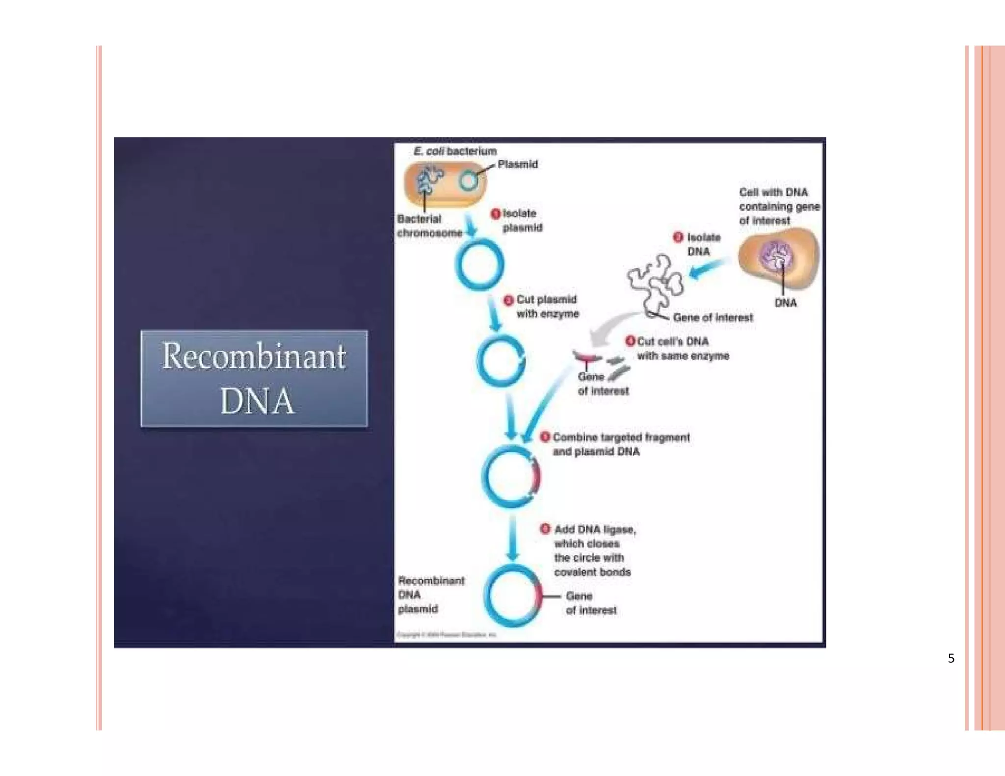 Rdt (recombinant dna technology) | PDF