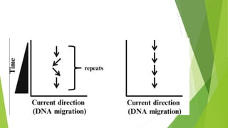 Methods to study gene location, restriction mapping and other methods ...