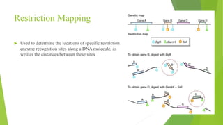 Methods to study gene location, restriction mapping and other methods ...