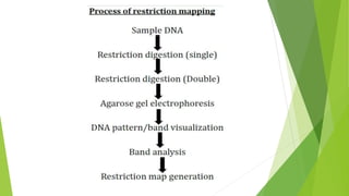 Methods to study gene location, restriction mapping and other methods ...